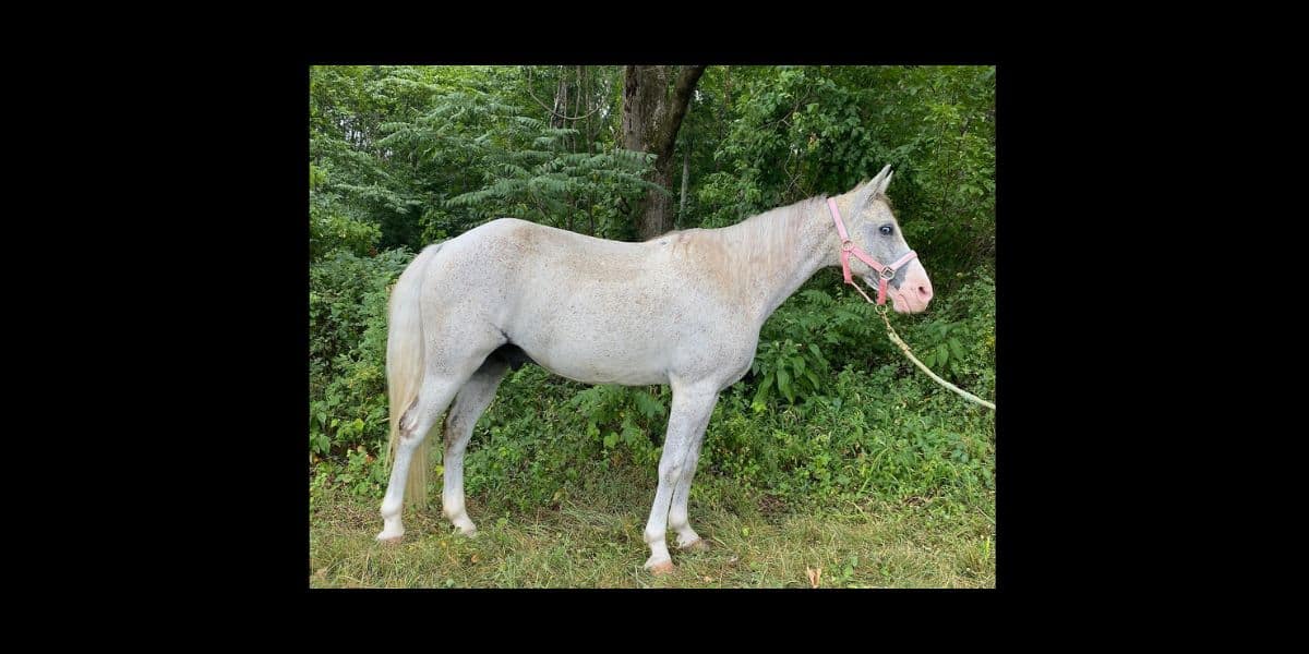 Blue Moon | Thehorsebay.com