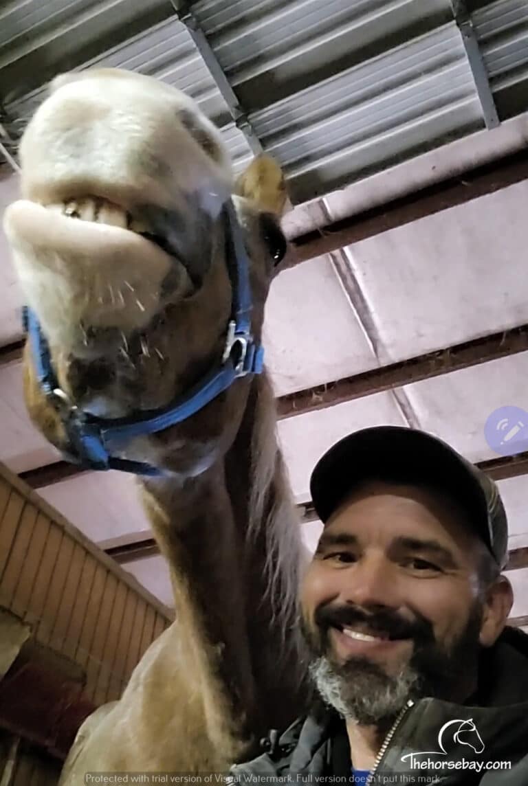 Jimmy Dean | Thehorsebay.com