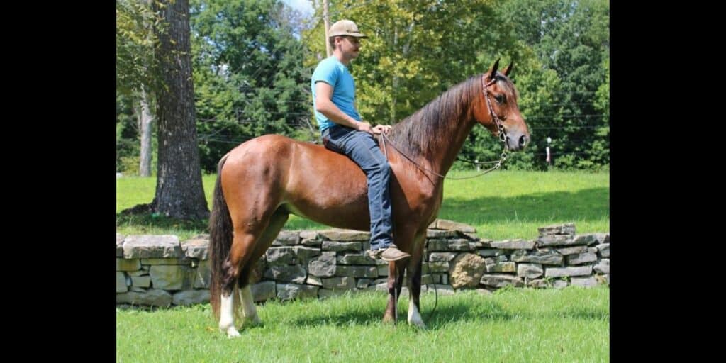 Reggie | Thehorsebay.com