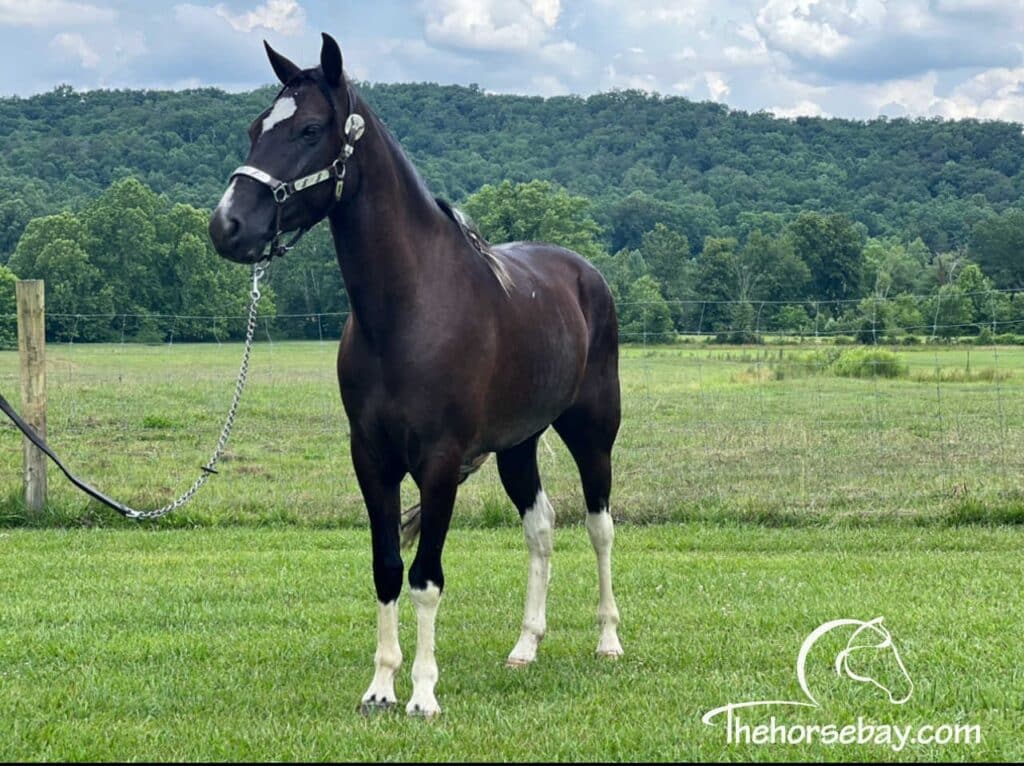 Rosco | Thehorsebay.com