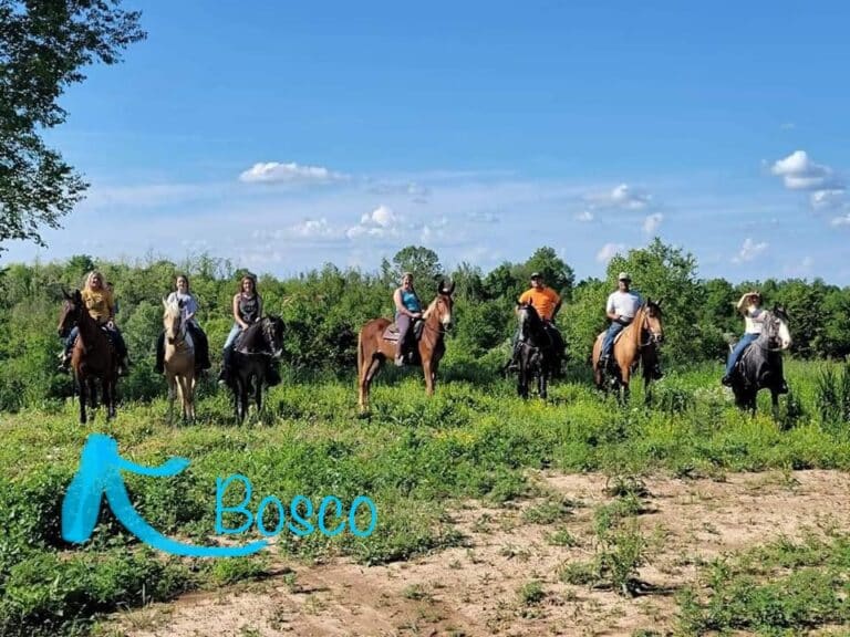 Bosco | Thehorsebay.com