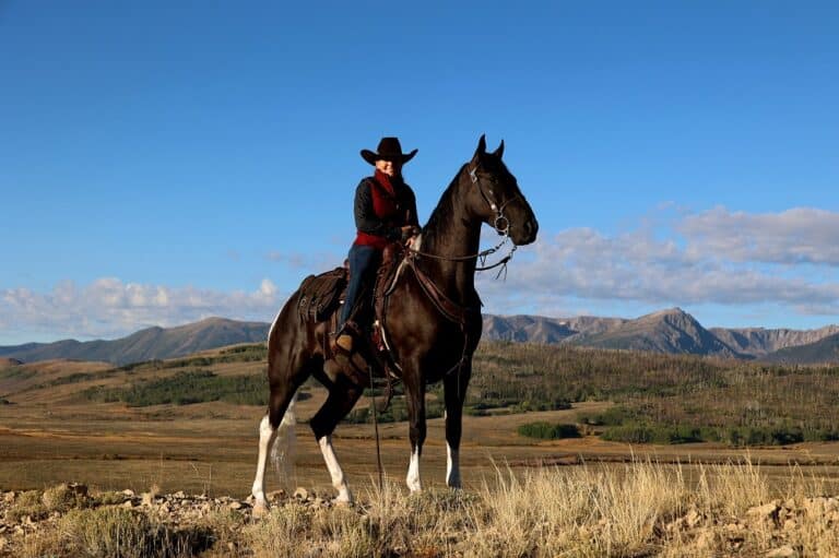 Colorado Horses For Sale | Thehorsebay.com