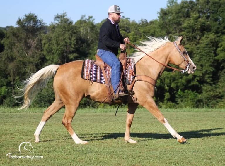 Precious | Thehorsebay.com