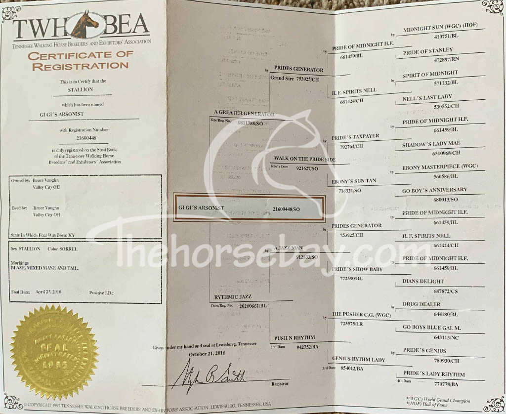 Gi GI's Arsonist "Arson" | Thehorsebay.com