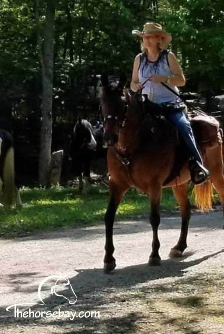 Bosco | Thehorsebay.com