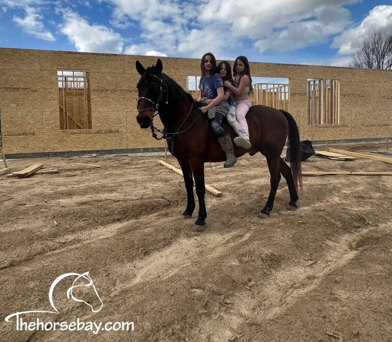 Bosco | Thehorsebay.com