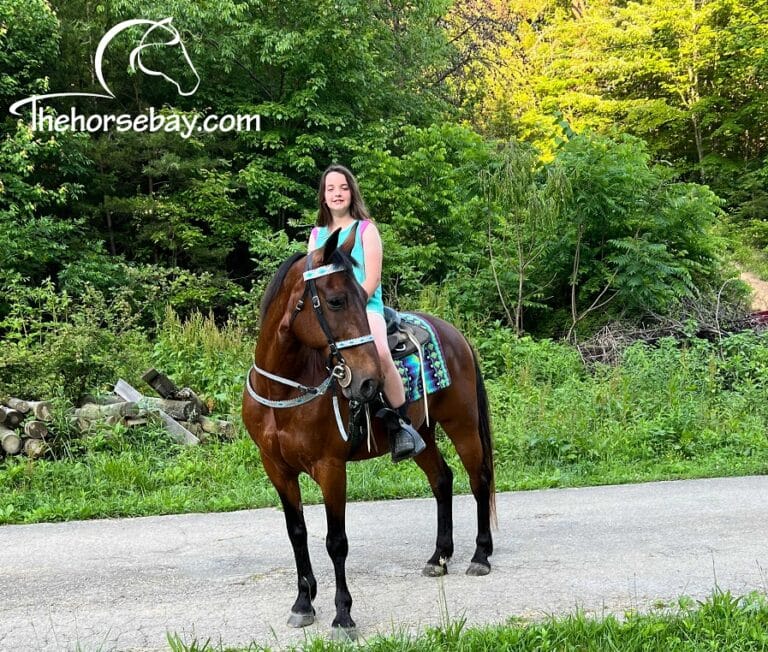 Bosco | Thehorsebay.com