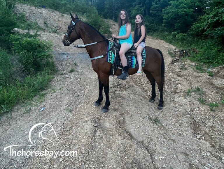 Bosco | Thehorsebay.com