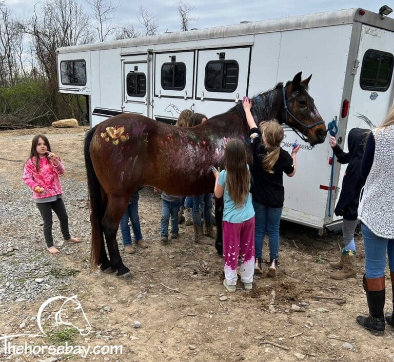 Bosco | Thehorsebay.com