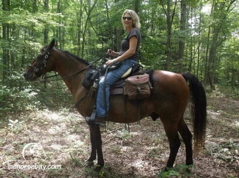 Bosco | Thehorsebay.com