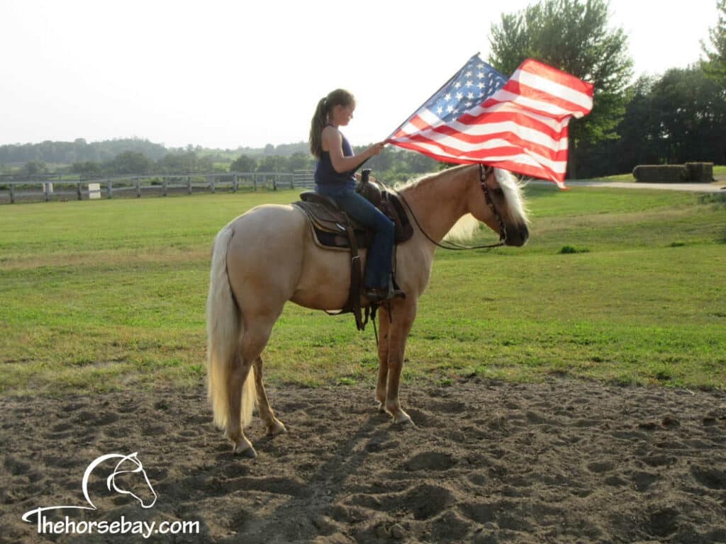 Southern Blues Lil Boss Man | Thehorsebay.com