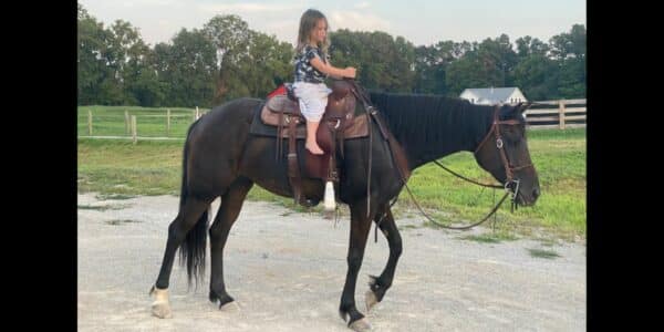 Akachi | Thehorsebay.com