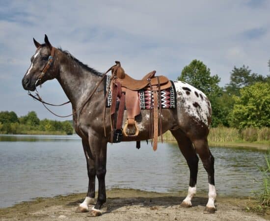 Jason Leger Archives - Thehorsebay.com