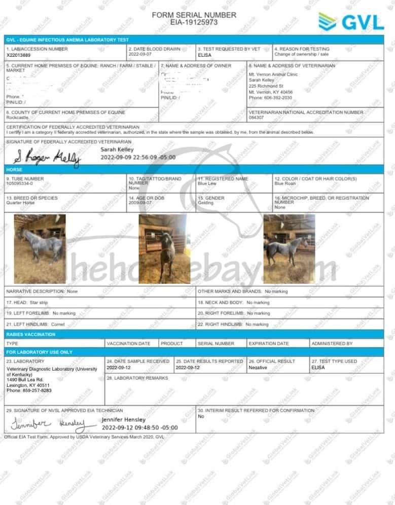 Blue Lew | Thehorsebay.com