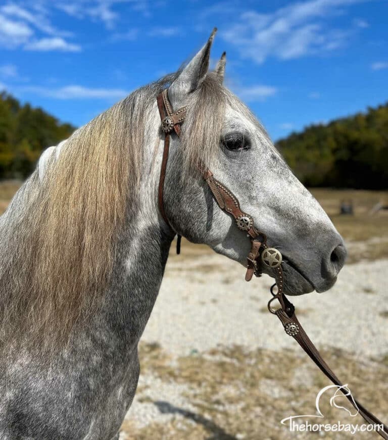 Outlaws Gray Gunner | Thehorsebay.com
