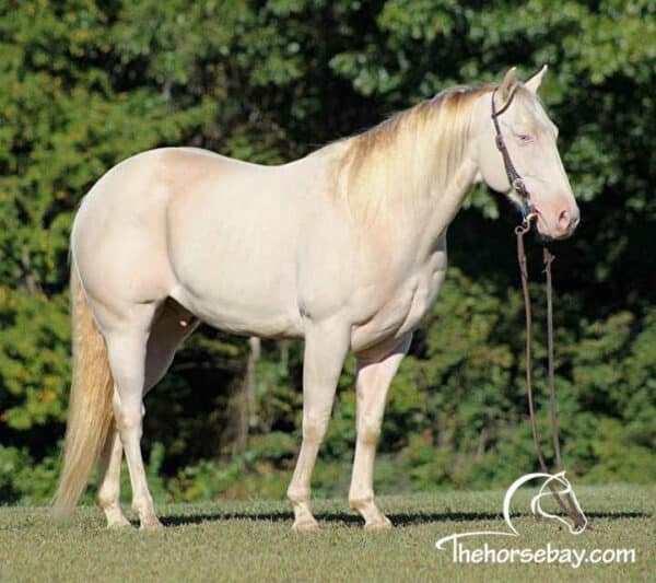 Ol Doc White (Doc) | Thehorsebay.com