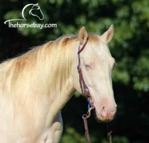 Ol Doc White (Doc) | Thehorsebay.com