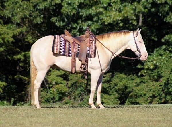 Ol Doc White (Doc) | Thehorsebay.com