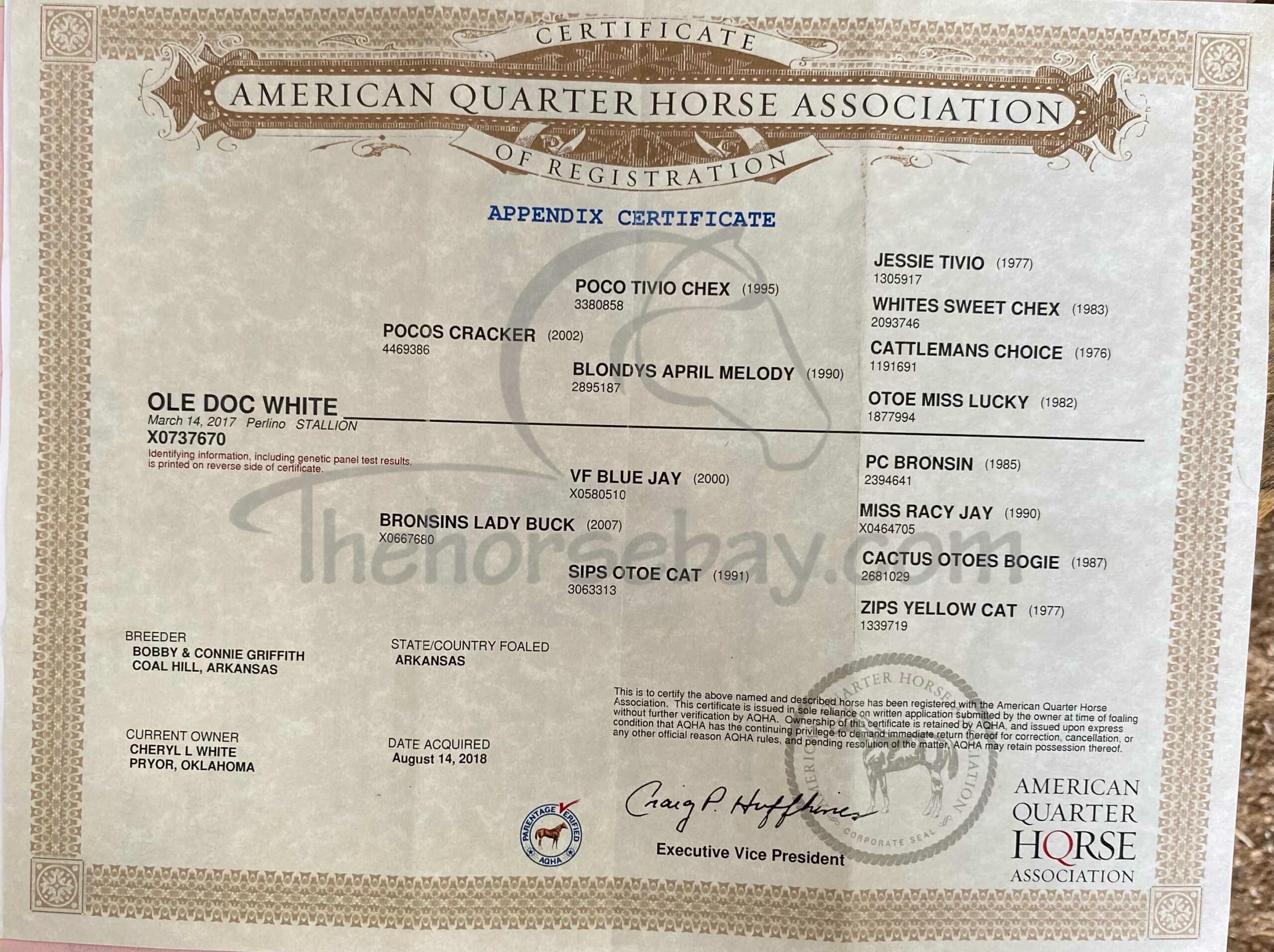 Ol Doc White (Doc) | Thehorsebay.com