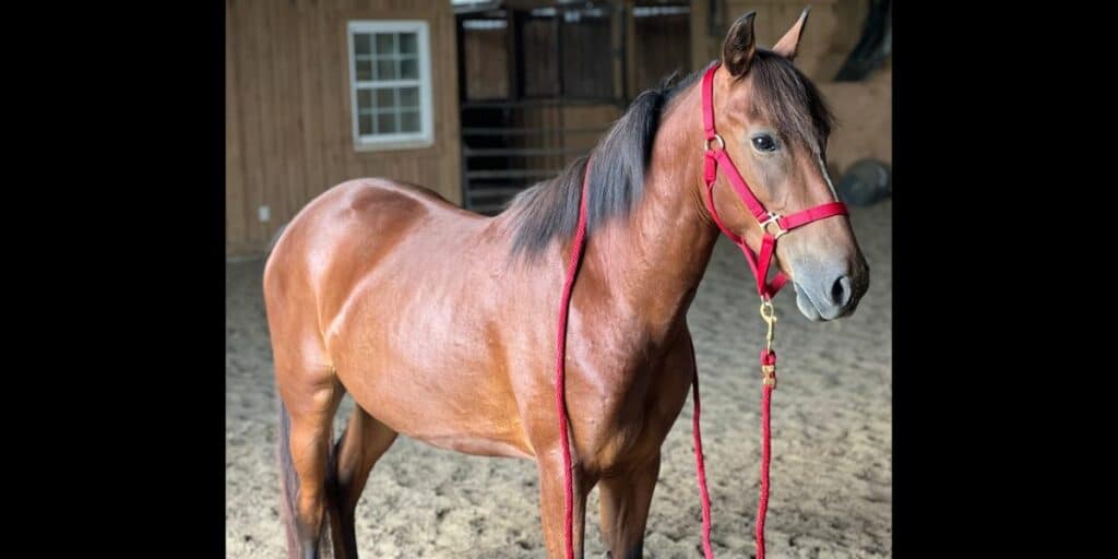 Bandit | Thehorsebay.com