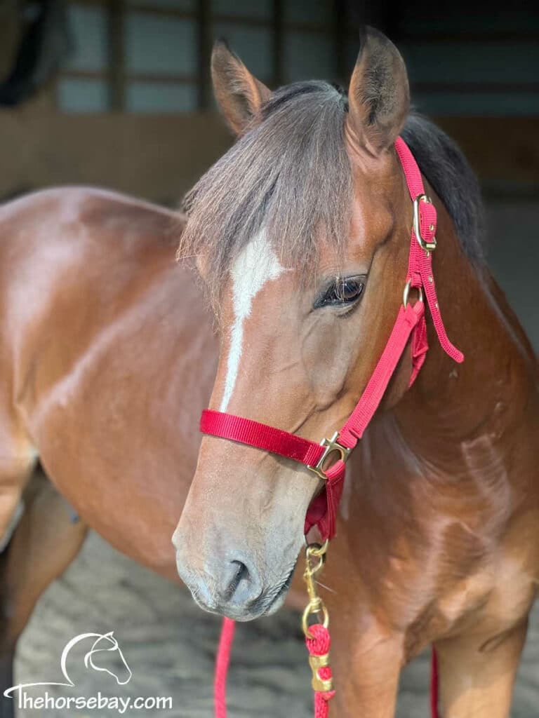 Bandit | Thehorsebay.com