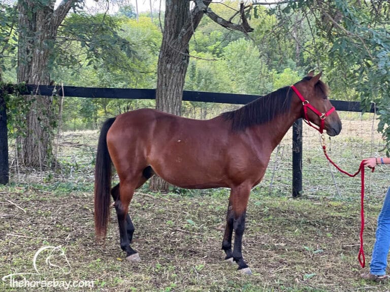 Bandit | Thehorsebay.com