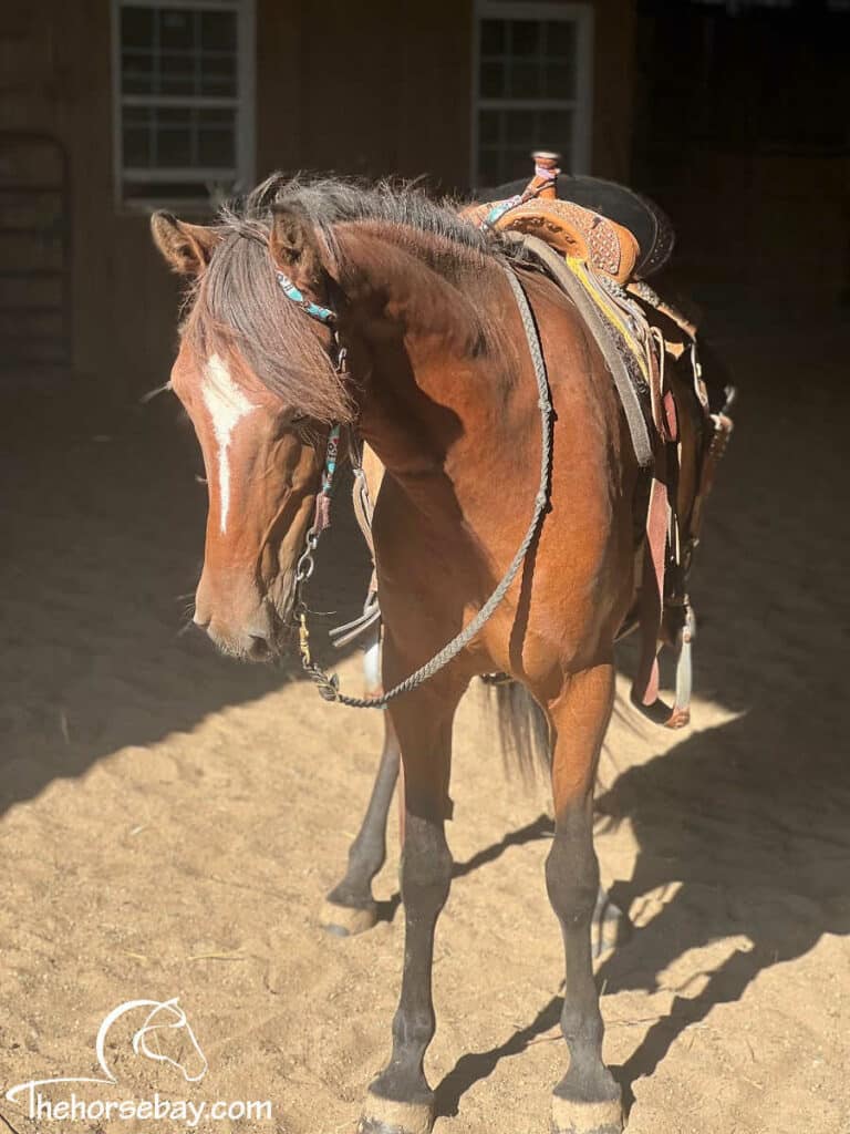 Bandit | Thehorsebay.com