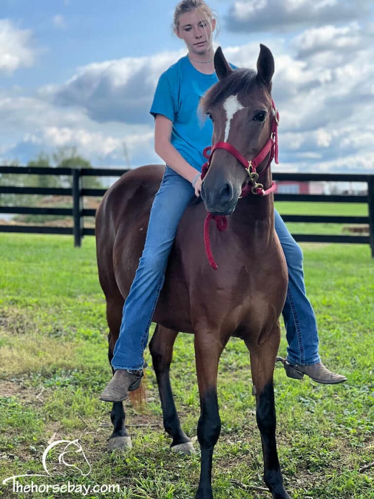 Bandit | Thehorsebay.com