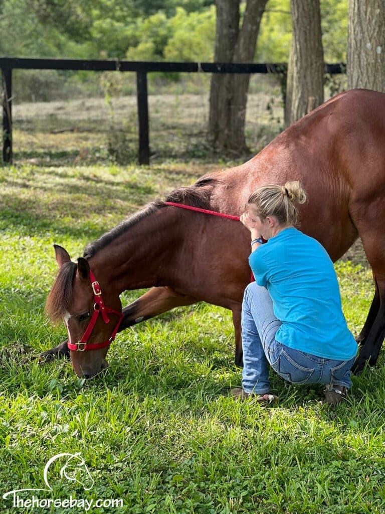 Bandit | Thehorsebay.com