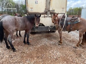 Poncho | Thehorsebay.com