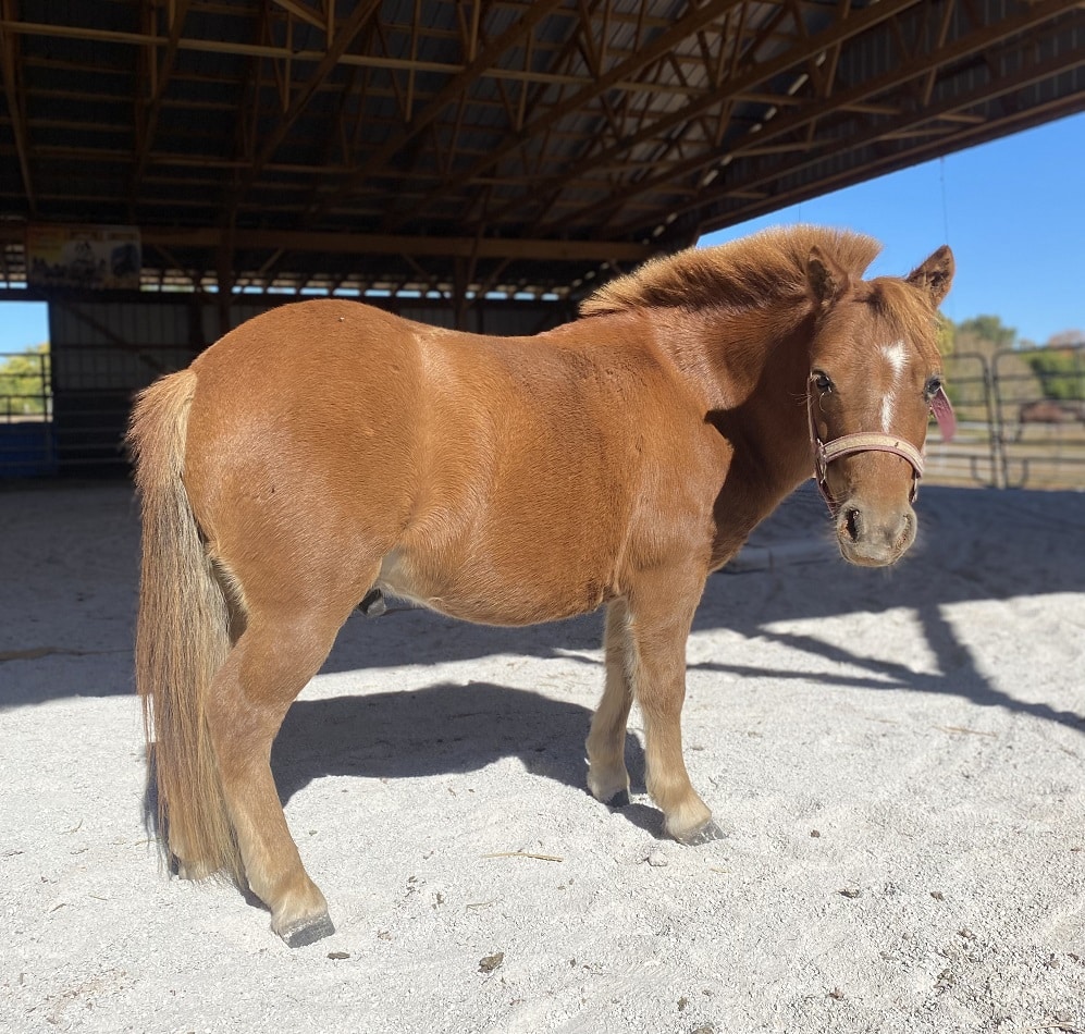 Tucker | Thehorsebay.com