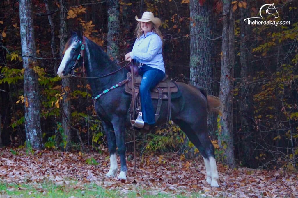 Gypsy Jay | Thehorsebay.com