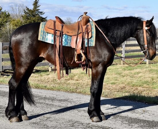 Jason Leger Archives - Thehorsebay.com