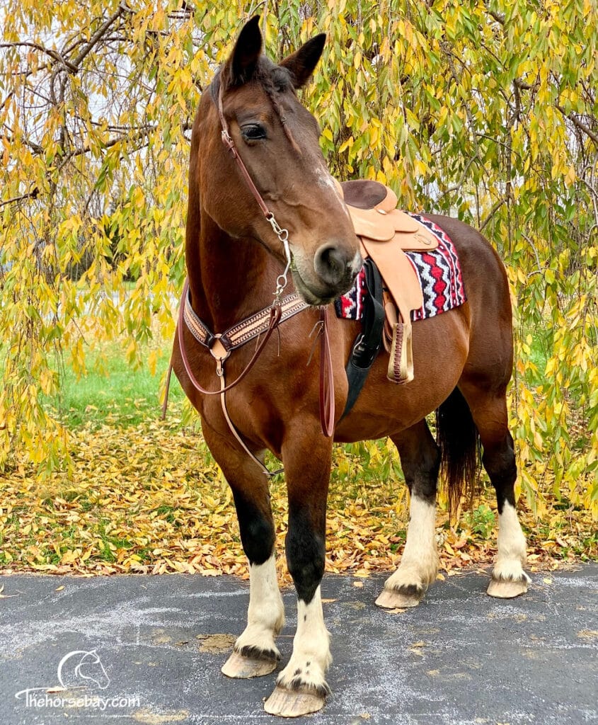 Reyna | Thehorsebay.com