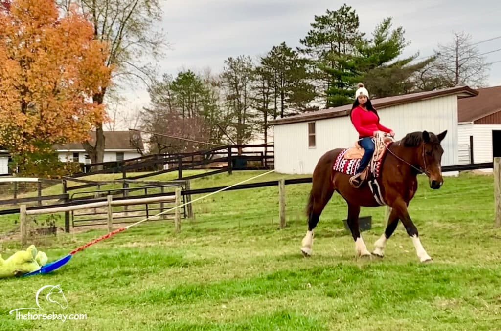 Reyna | Thehorsebay.com