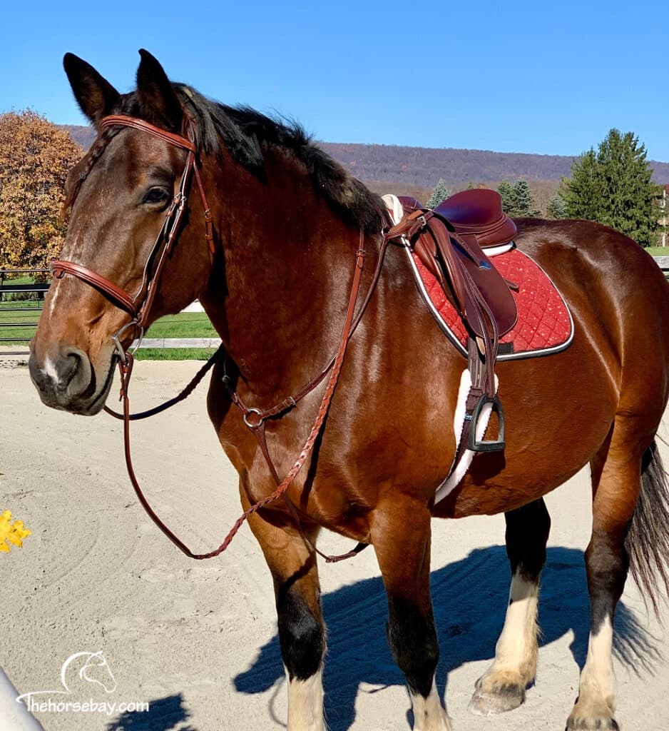 Reyna | Thehorsebay.com