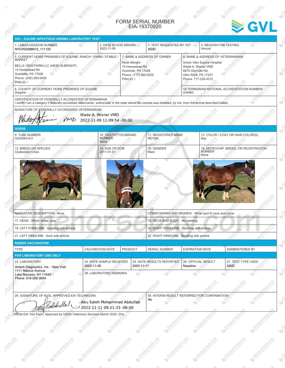 Reyna | Thehorsebay.com