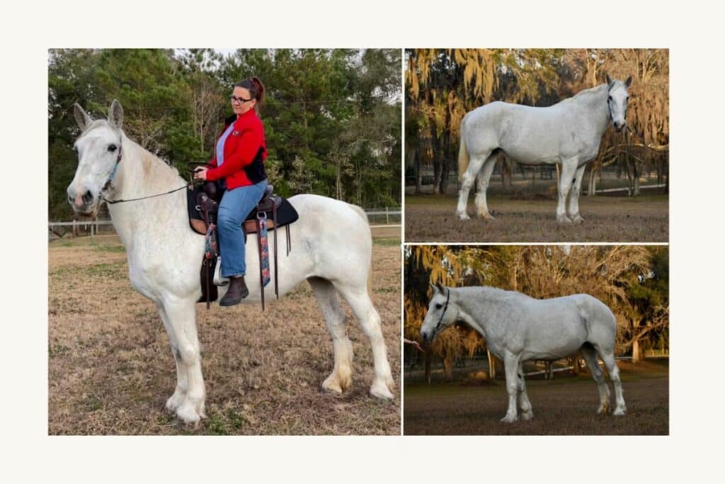 Layla | Thehorsebay.com