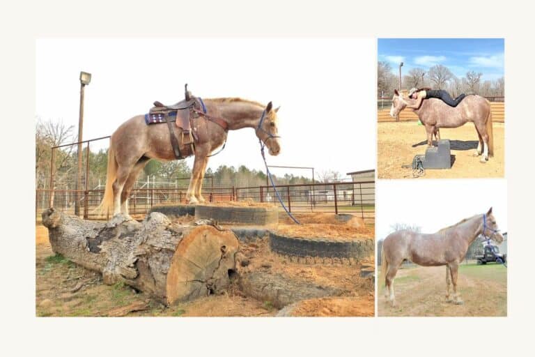 Prada | Thehorsebay.com