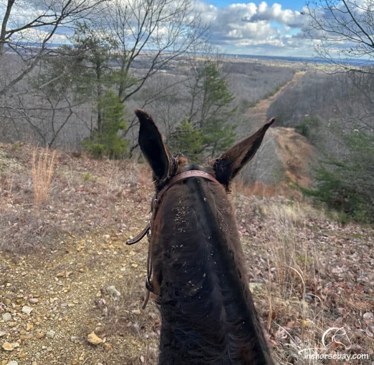 Festus | Thehorsebay.com