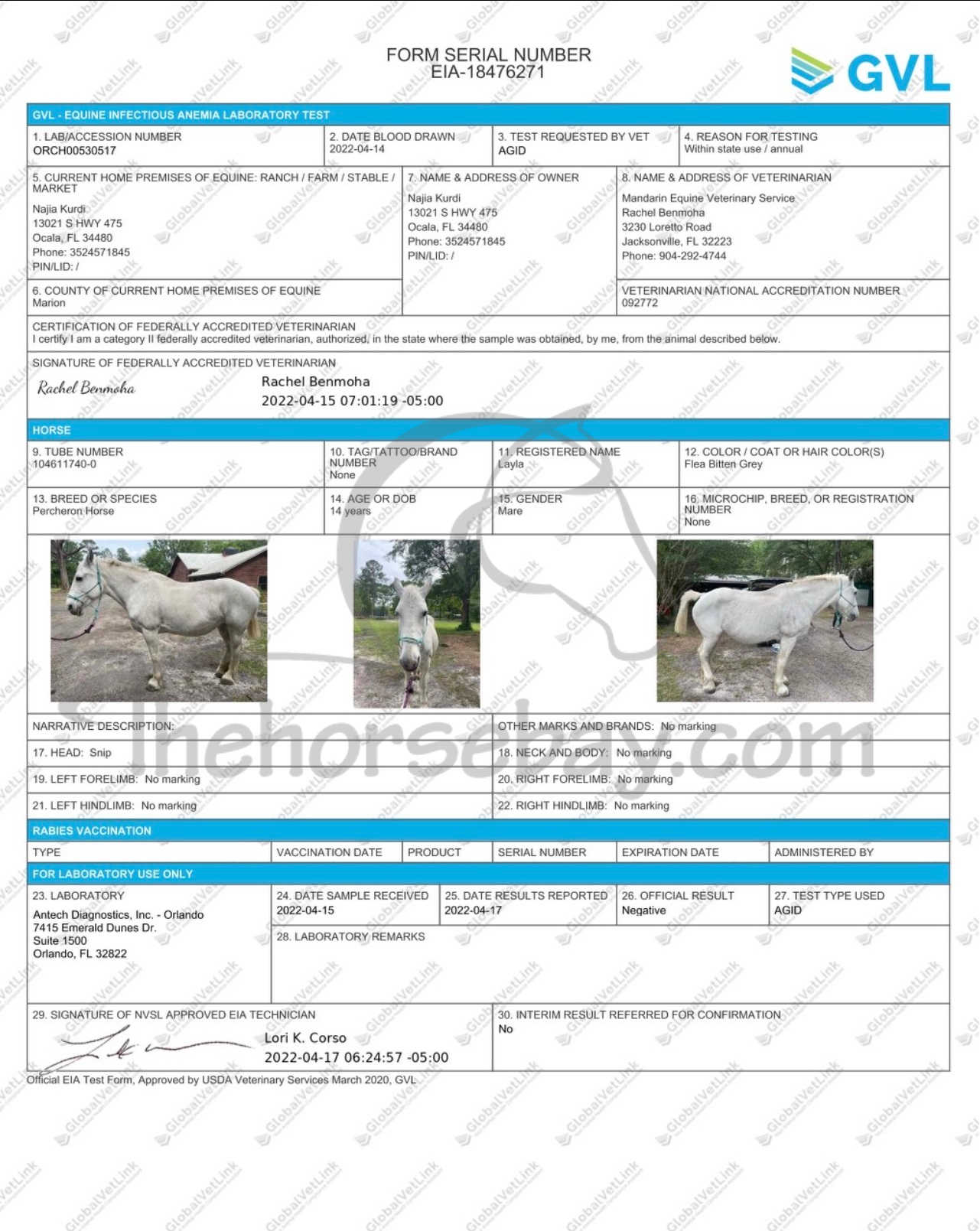 Layla | Thehorsebay.com