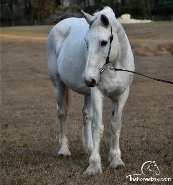 Layla | Thehorsebay.com