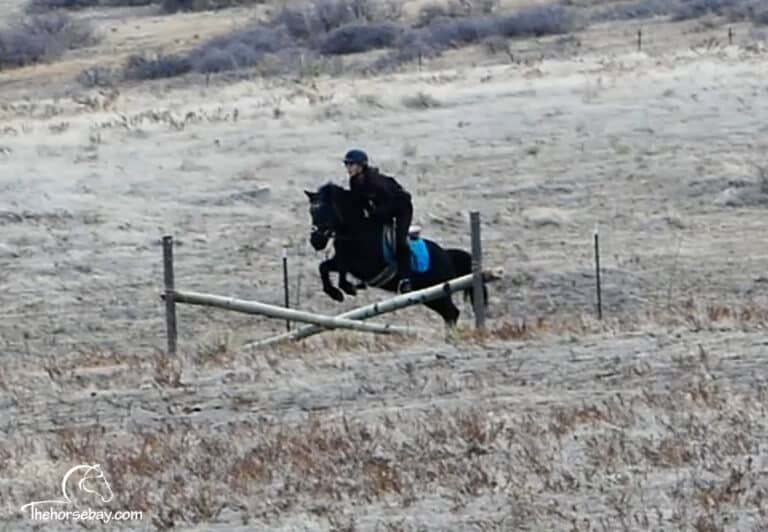 Sonni | Thehorsebay.com