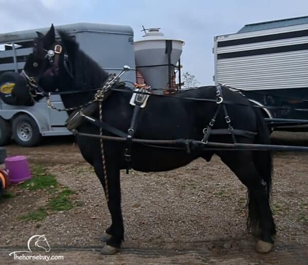 Sonni | Thehorsebay.com