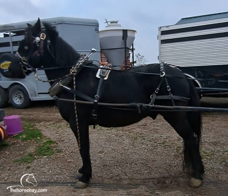 Sonni | Thehorsebay.com