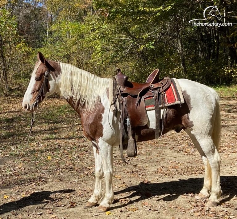 Django | Thehorsebay.com