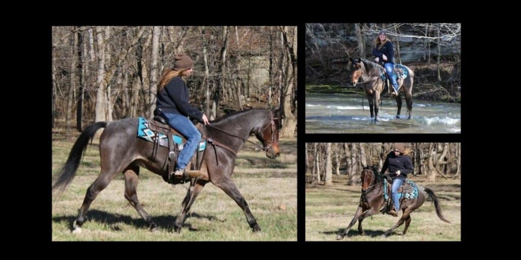 Bandit | Thehorsebay.com