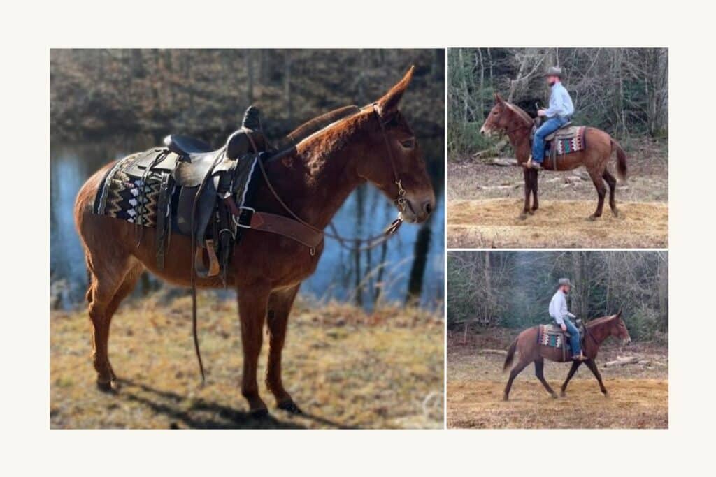 Ruby | Thehorsebay.com