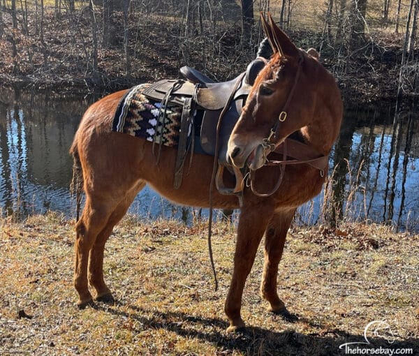 Ruby | Thehorsebay.com