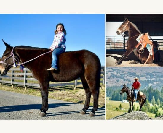 Jason Leger Archives - Thehorsebay.com